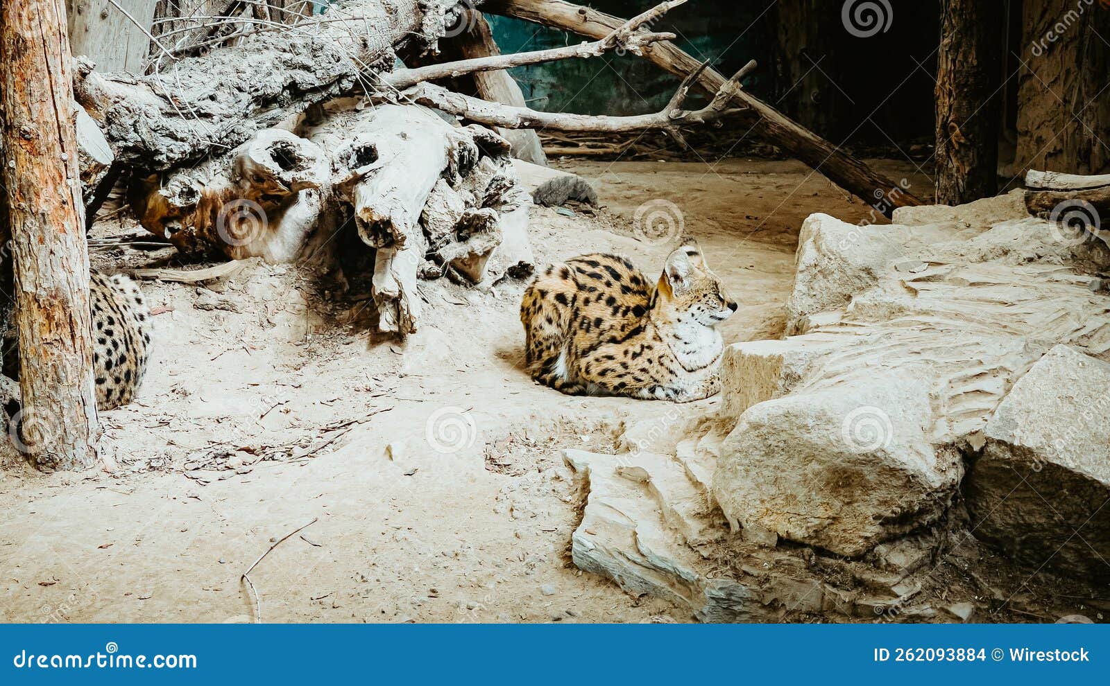 Leopard Resting in a Cage at the Zoo Stock Photo - Image of common ...