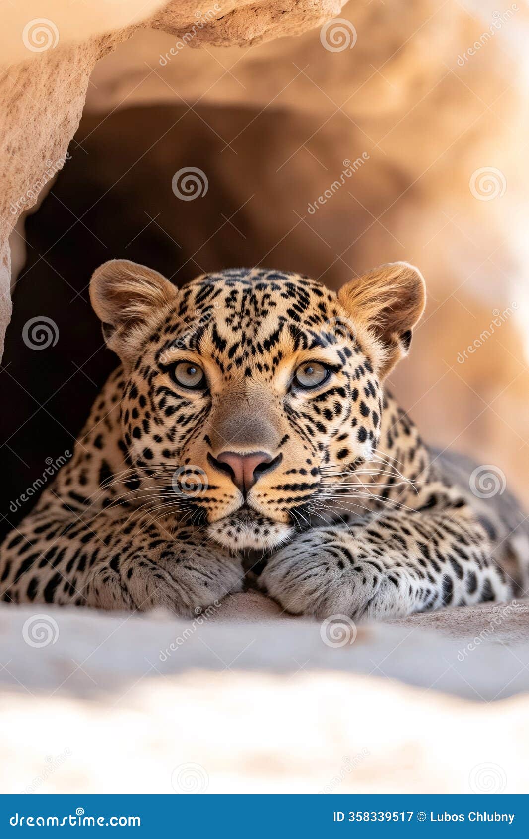 Leopard Resting in a Cave Looking Forward Stock Illustration ...