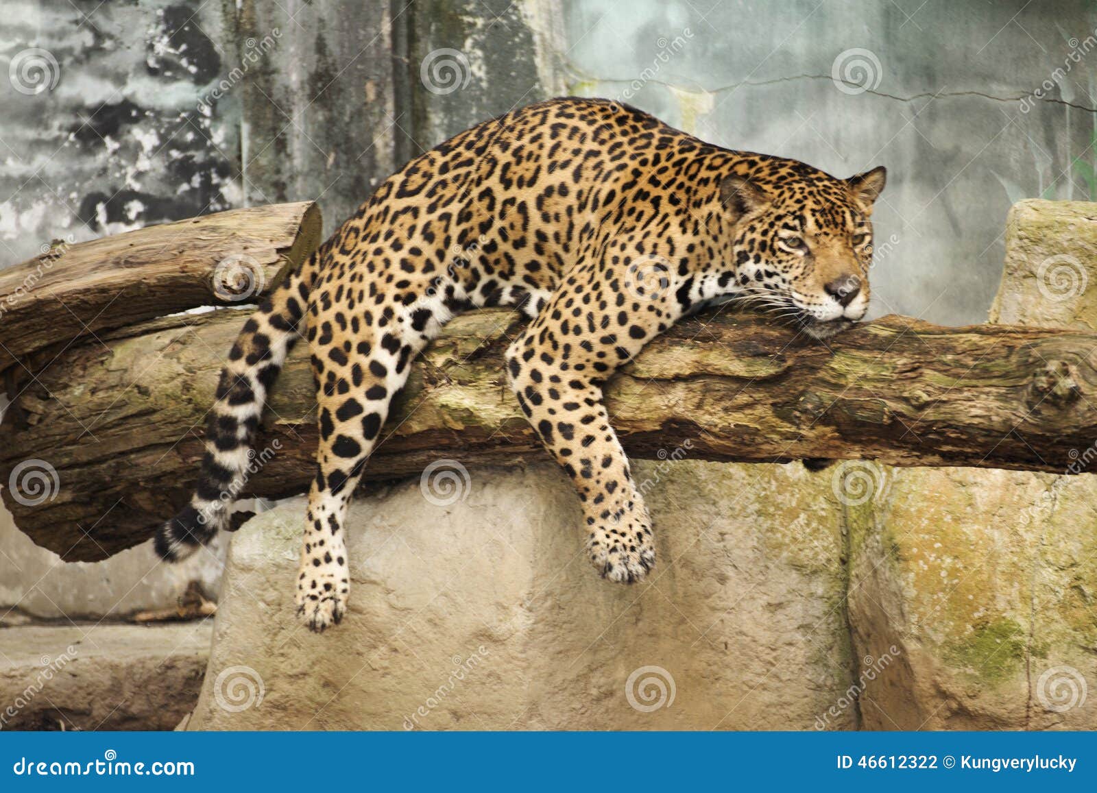 Leopard resting stock photo. Image of closeup, south - 46612322