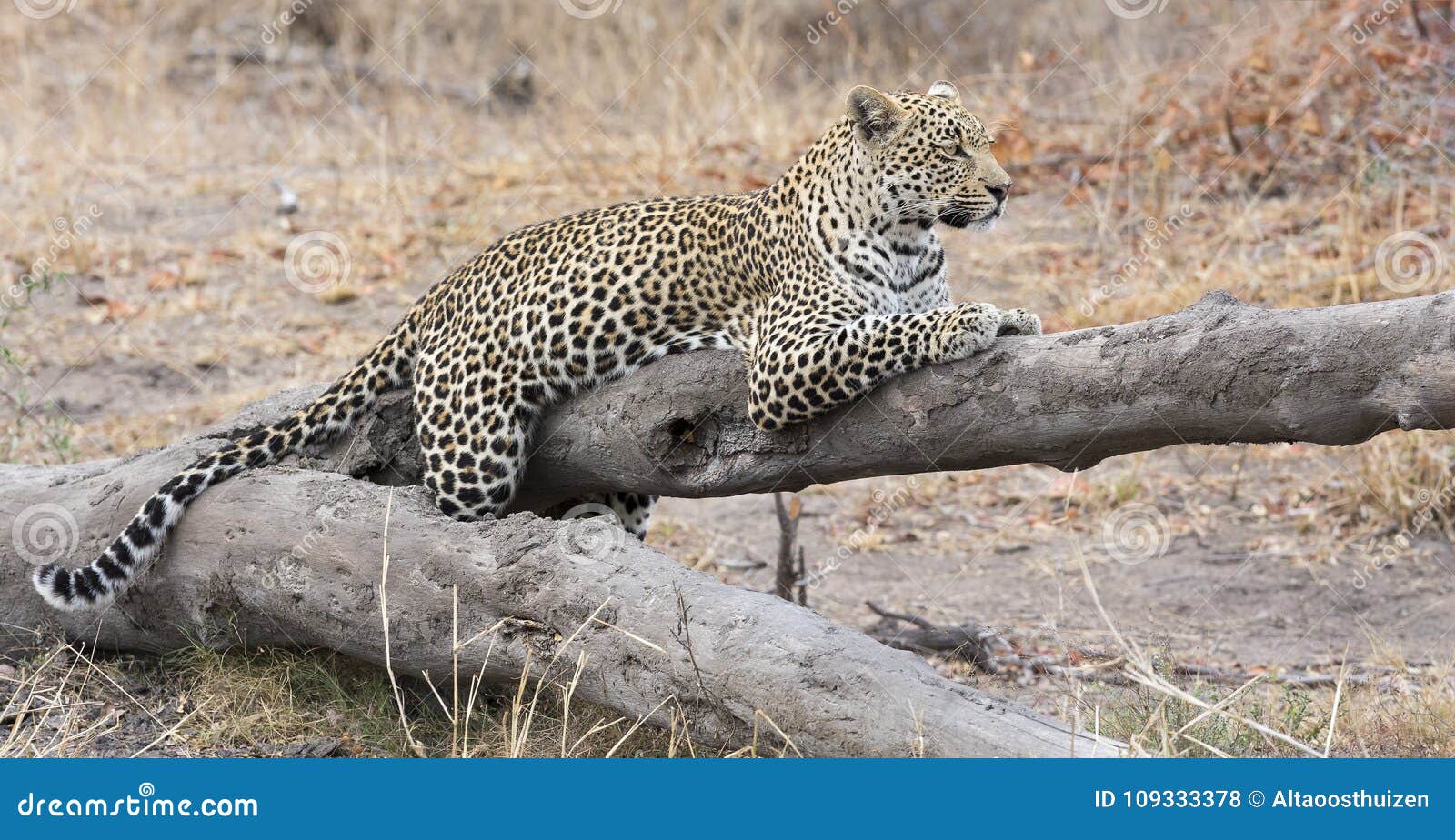 Leopard Resting on a Fallen Tree Log Rest after Hunting Stock Photo ...