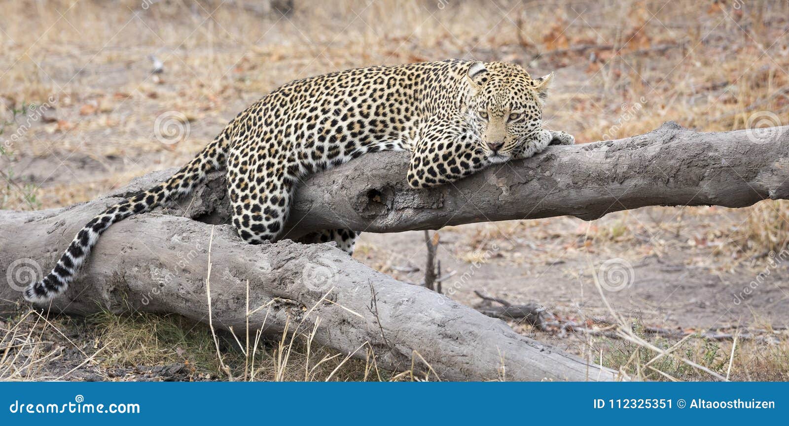 Leopard Resting on a Fallen Tree Log Rest after Hunting Stock Image ...