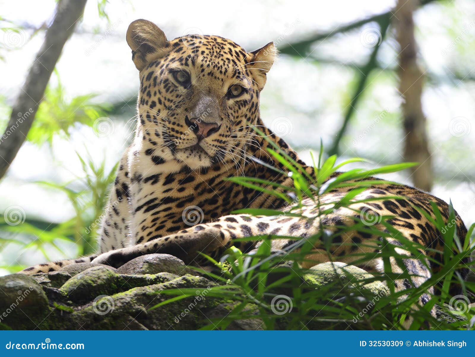 Leopard resting stock image. Image of feline, africa - 32530309