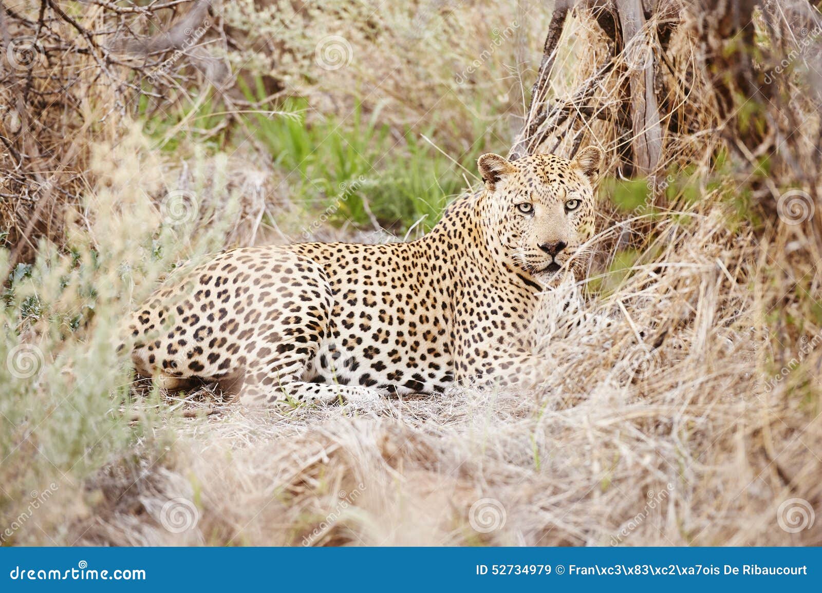 Leopard stock image. Image of desert, wild, tripn, skyn - 52734979
