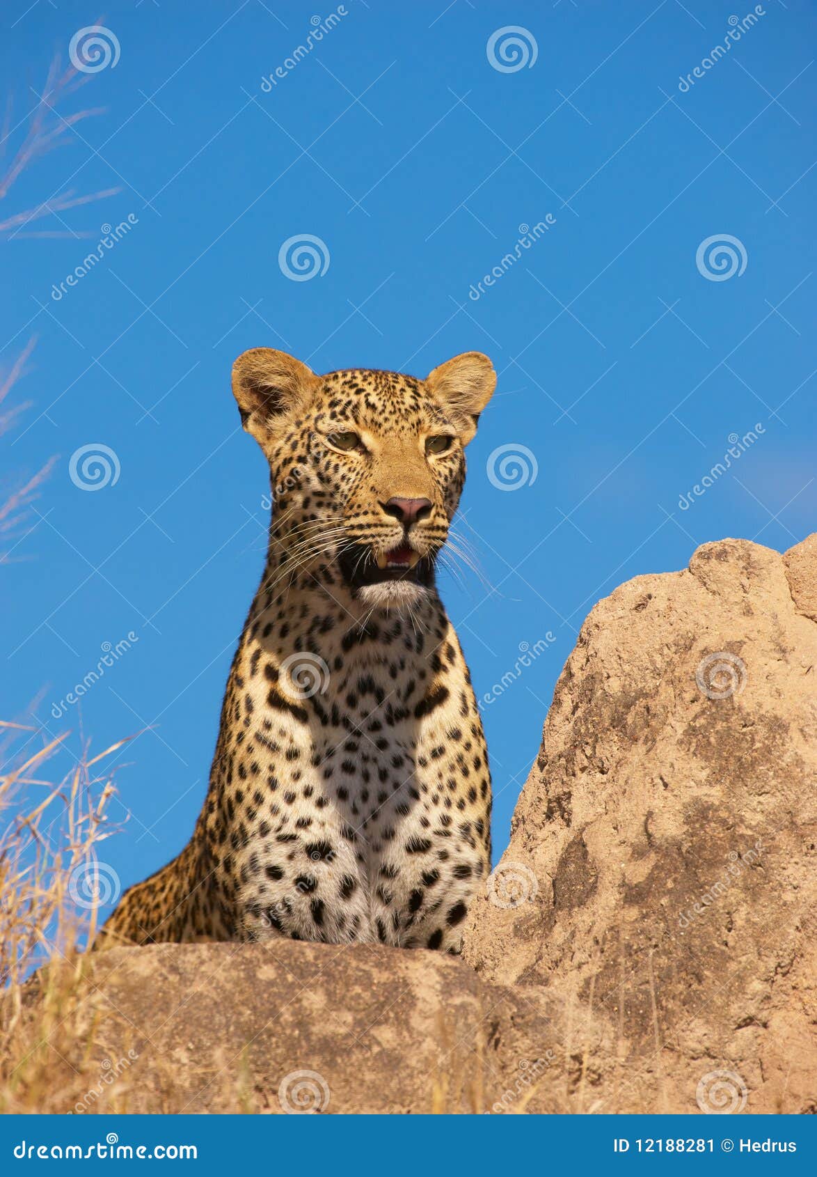 Leopard Resting on the Rock Stock Image - Image of nature, outdoors ...