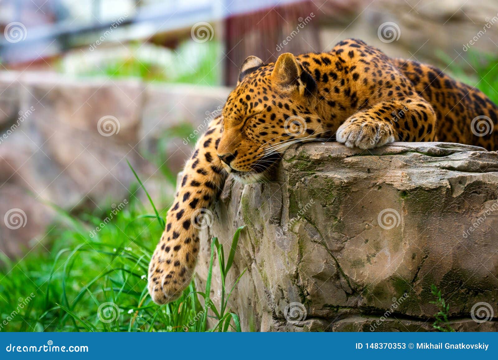 Leopard resting on a rock stock image. Image of sleeping - 148370353