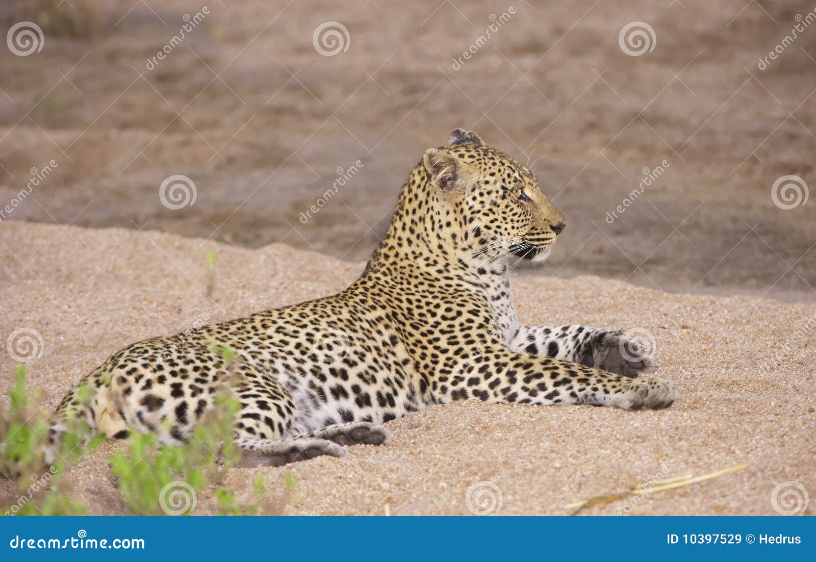 Leopard resting on sand stock image. Image of lying, nature - 10397529