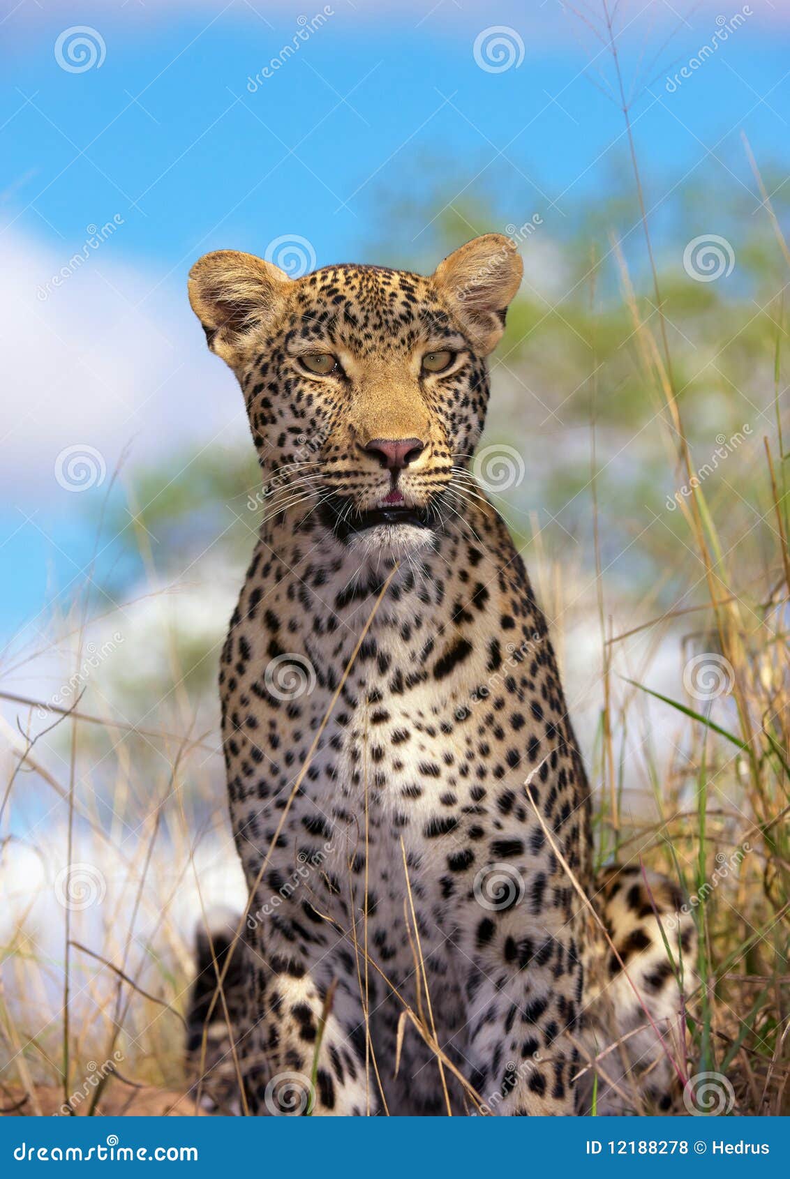 Leopard Resting in Savannah Stock Photo - Image of natural, carnivore ...