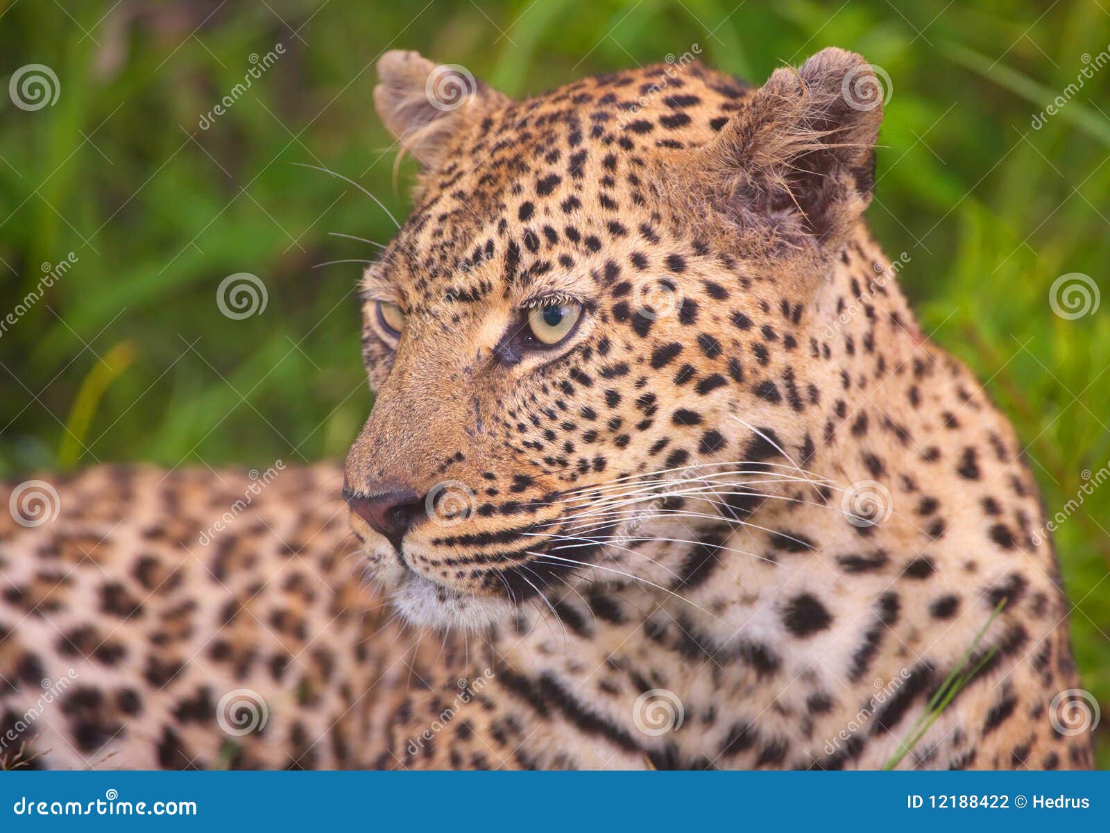 Leopard Resting in Savannah Stock Photo - Image of resting, pardus ...