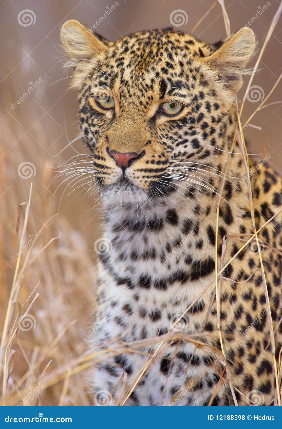 Leopard Resting in Savannah Stock Photo - Image of hunter, grass: 12188598