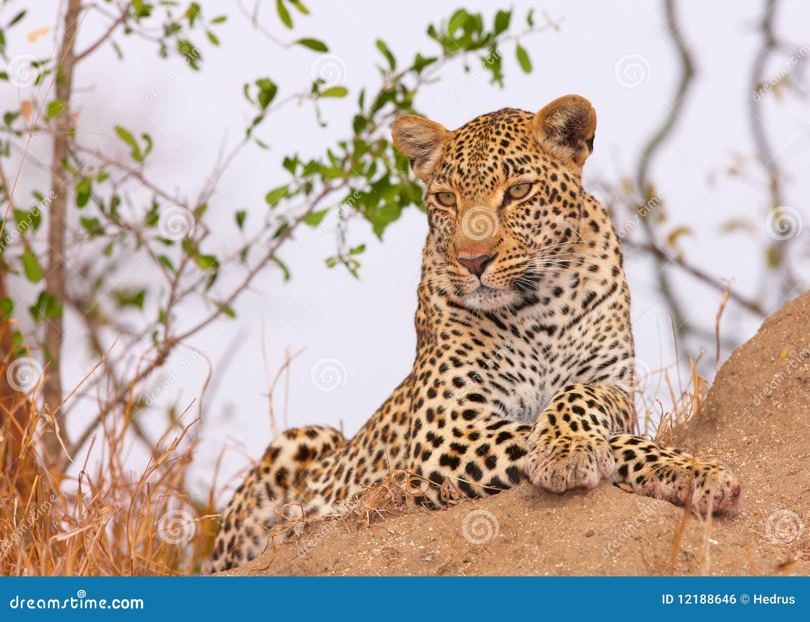 Leopard Resting in Savannah Stock Photo - Image of large, eater: 12188646