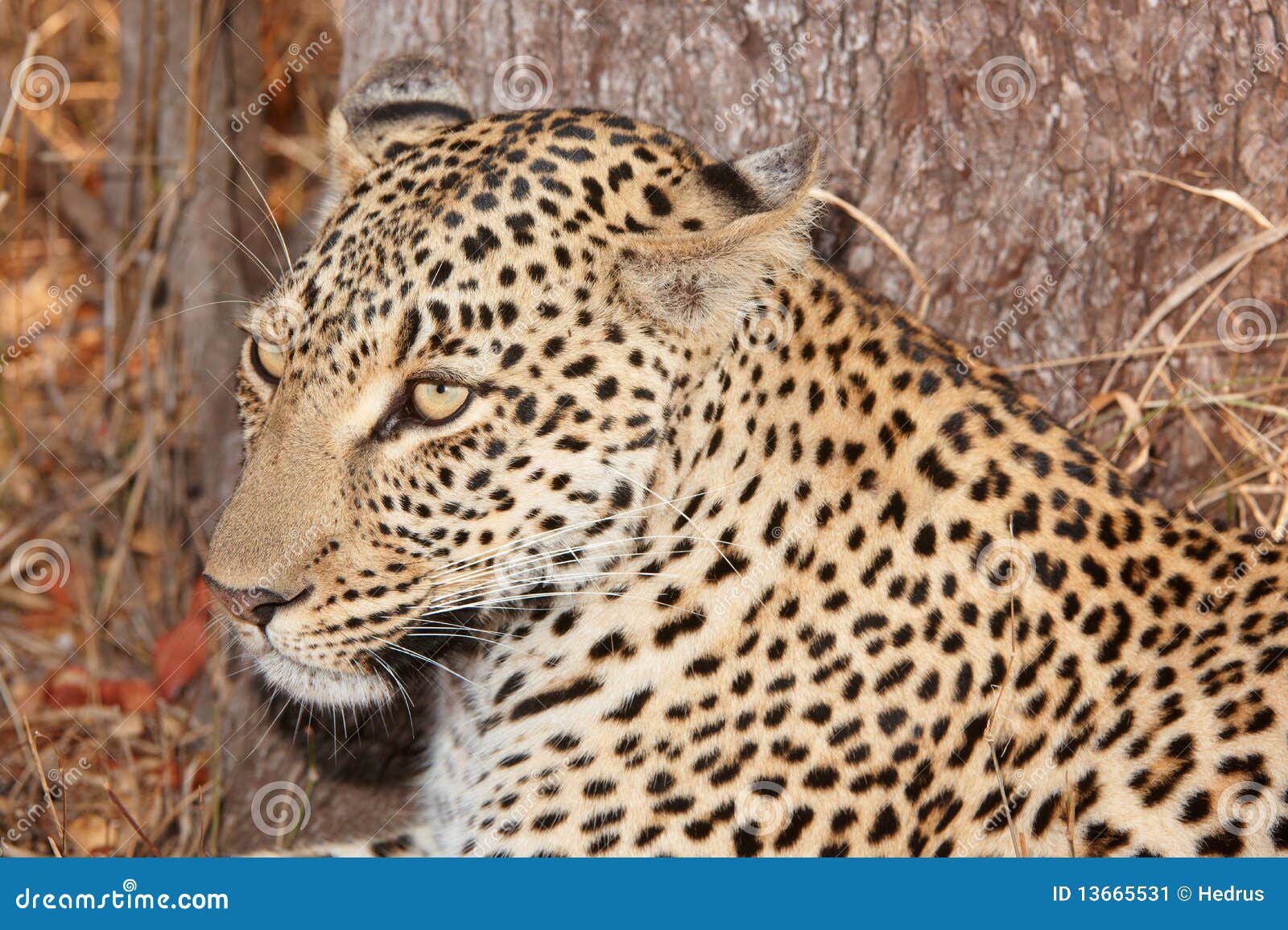 Leopard Resting in Savannah Stock Image - Image of habitat, carnivorous ...