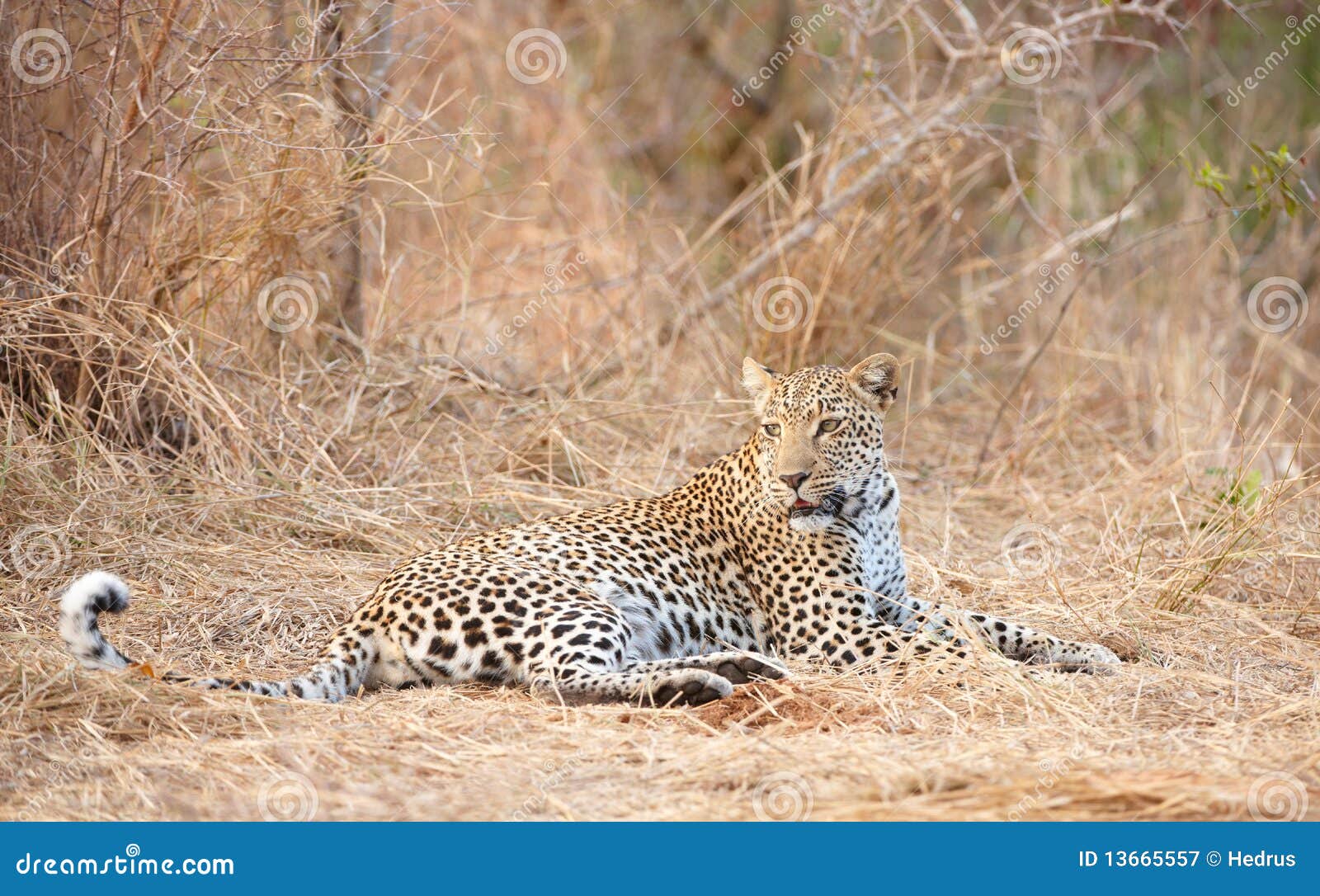 Leopard Resting In Savannah Stock Image - Image of grass, natural: 13665557