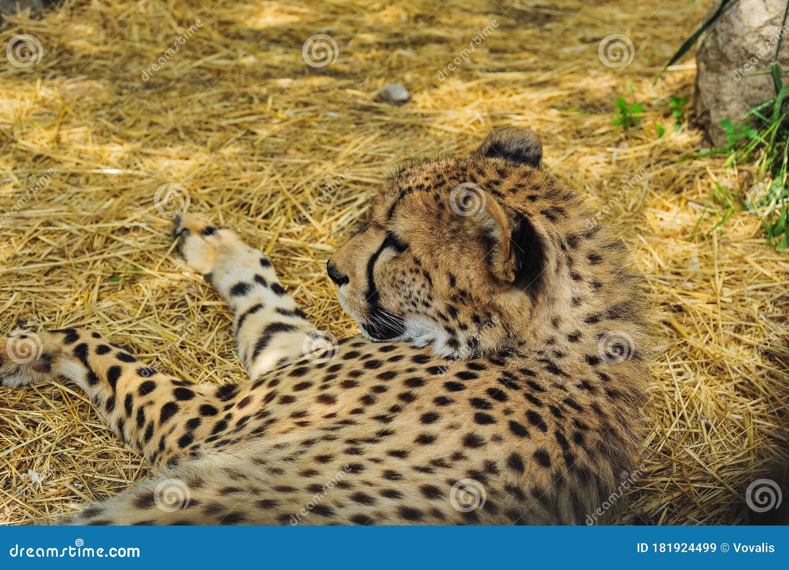Leopard Resting in the Shadow of an Aviary Stock Image - Image of skin ...