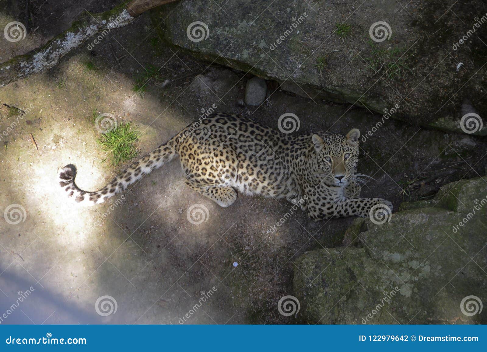 Leopard Resting in the Shadow Stock Photo - Image of leopard, resting ...