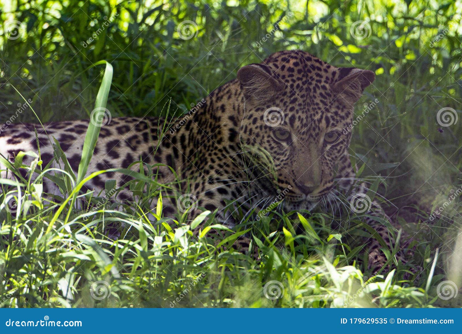 Leopard Resting on the Shadow of a Tree Stock Image - Image of mammal ...