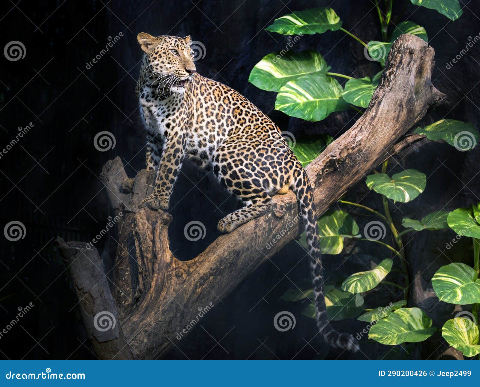 Leopard is Resting on the Timber. Stock Photo - Image of dangerous ...
