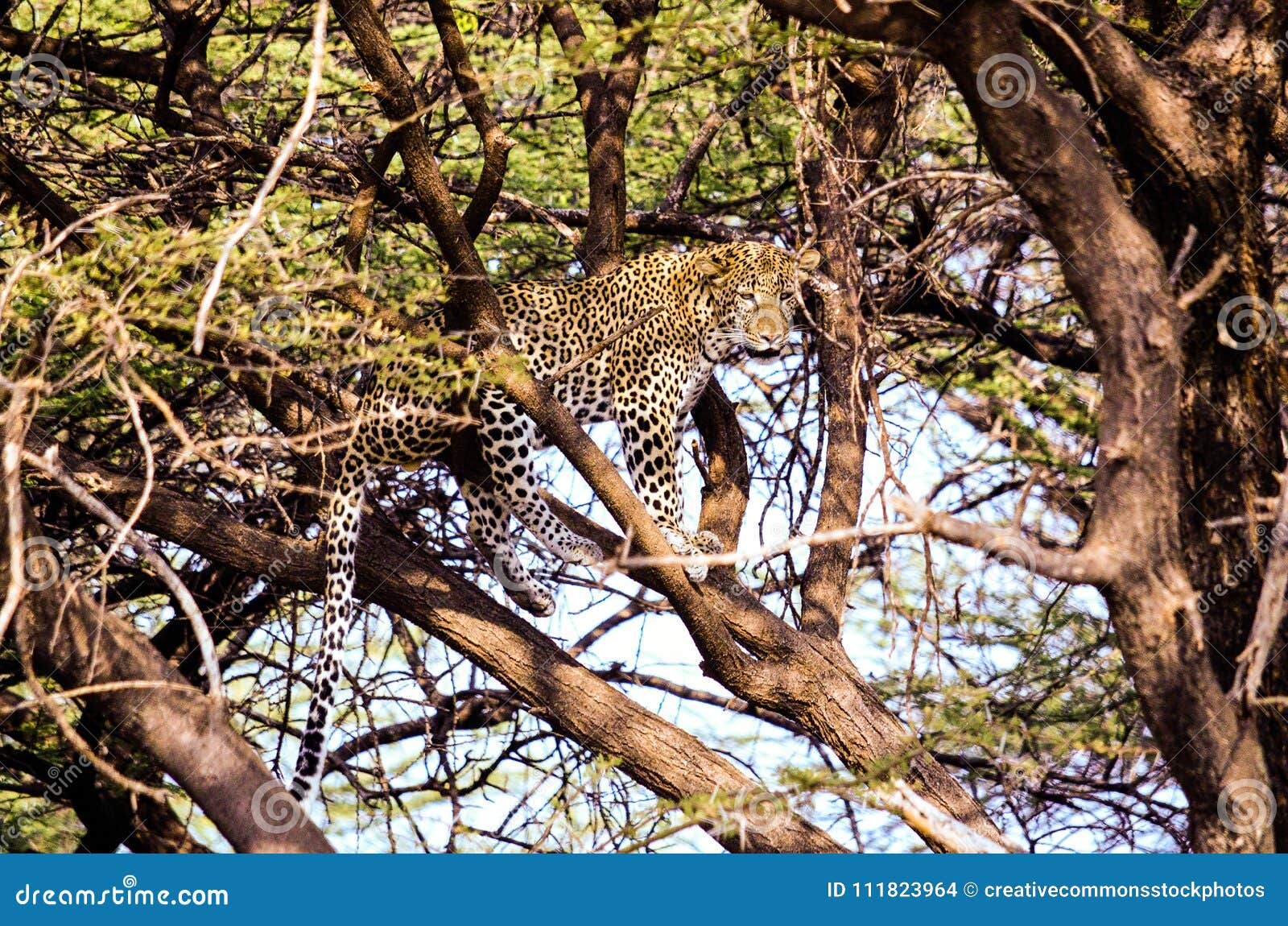 Leopard Resting On A Tree Branch Picture. Image: 111823964