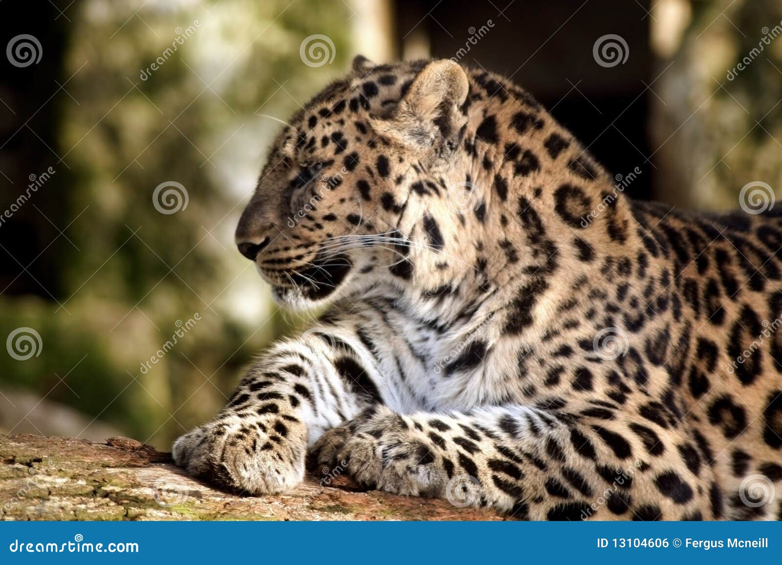 Leopard Resting on a Tree Branch Stock Photo - Image of landscape ...