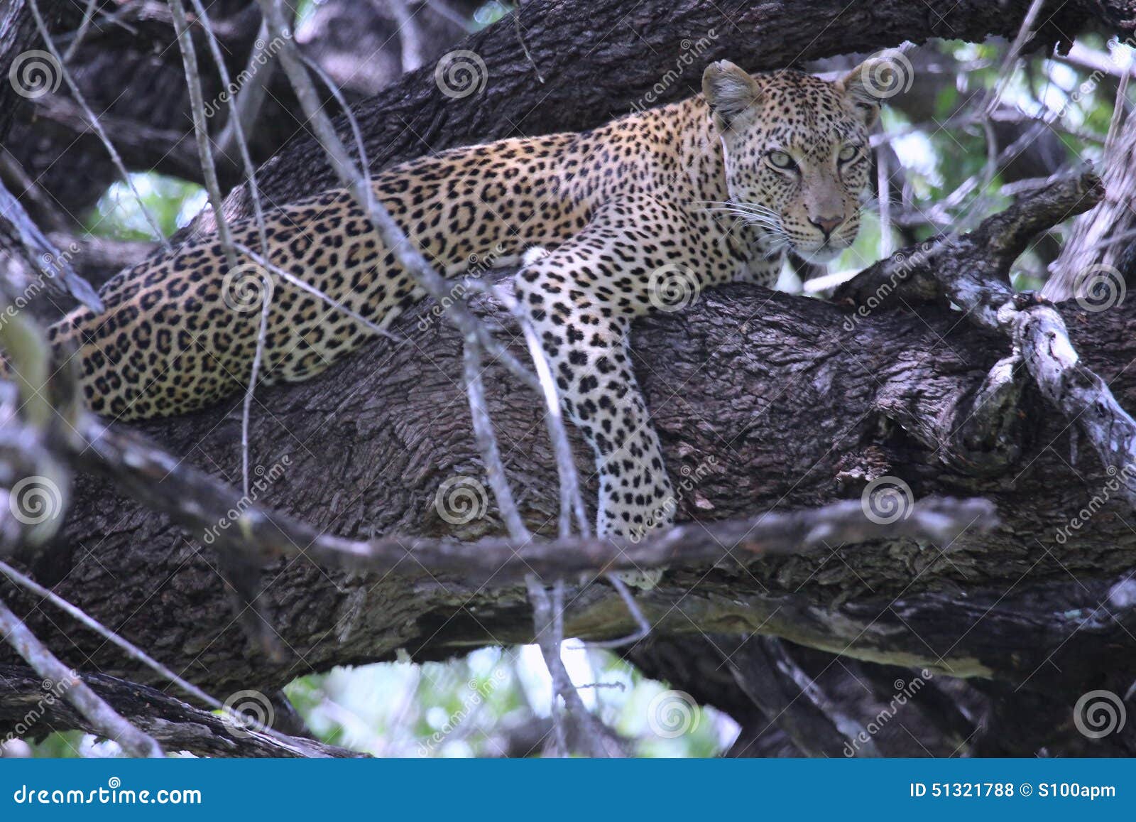 Leopard resting in a tree stock photo. Image of branch - 51321788