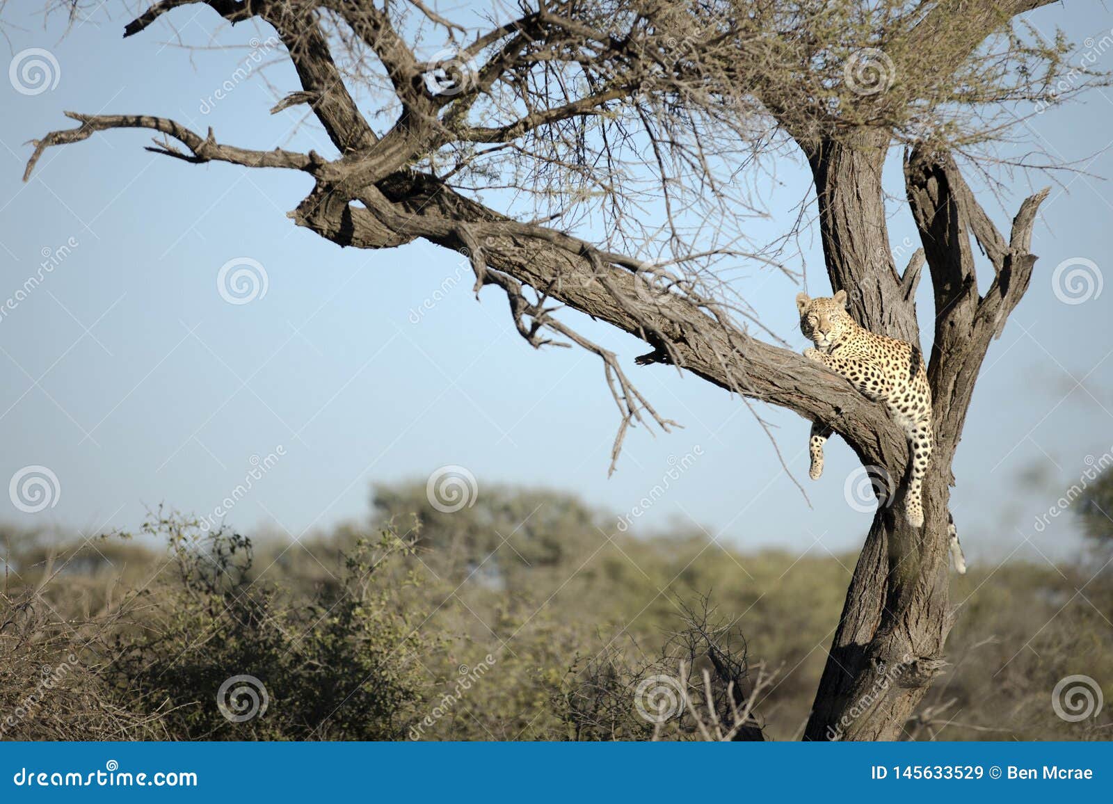 Leopard resting in a tree. stock image. Image of tree - 145633529
