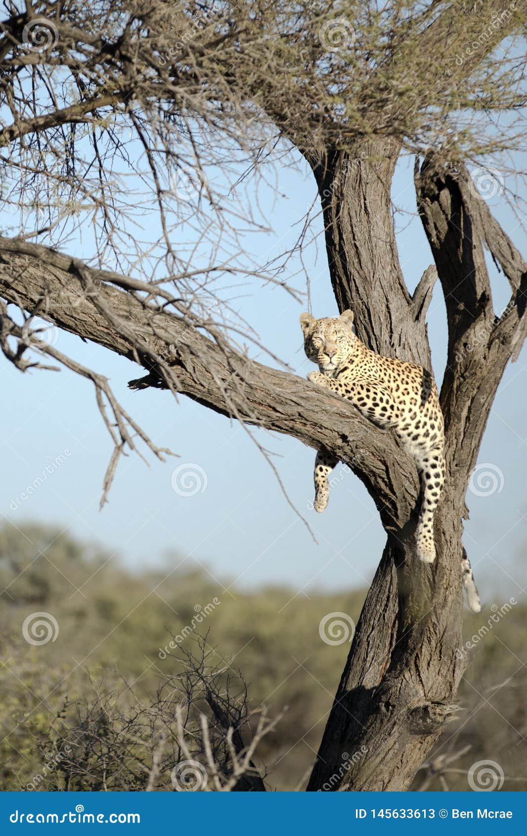 Leopard resting in a tree. stock image. Image of feline - 145633613