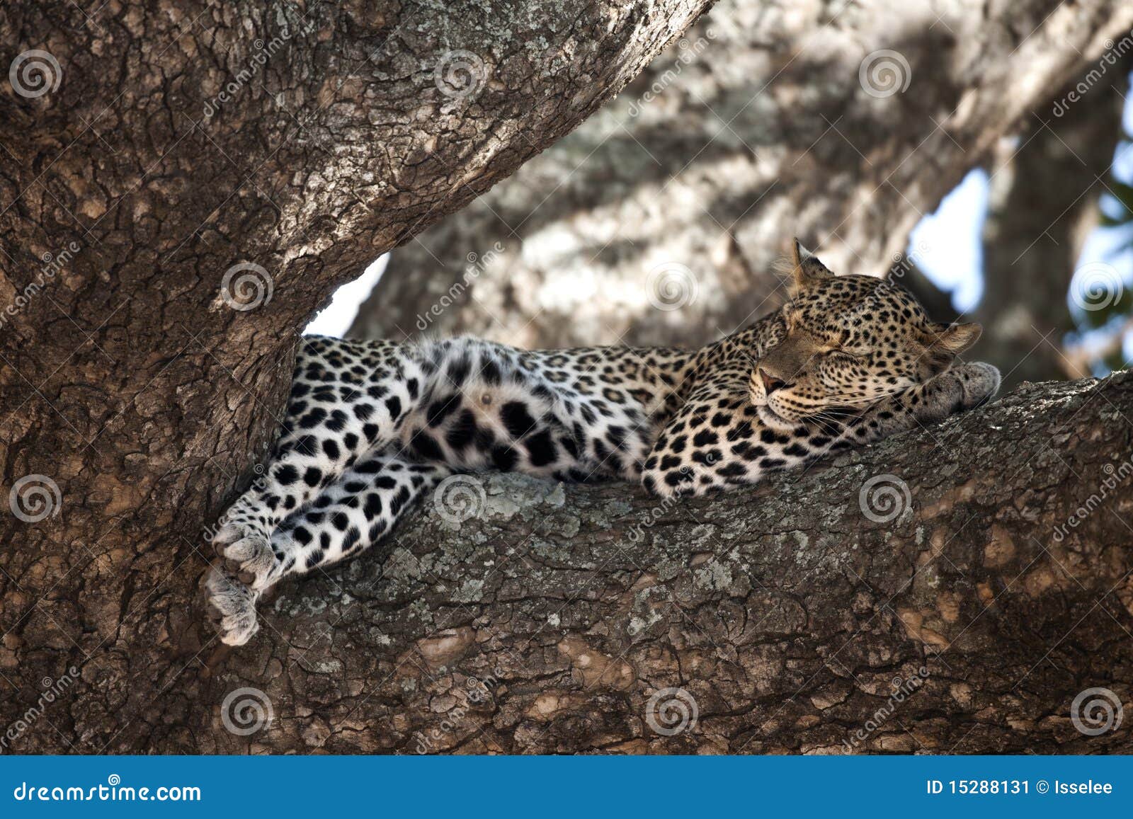 Leopard Resting On A Tree Limb At Balinese Zoo. Royalty-Free Stock ...