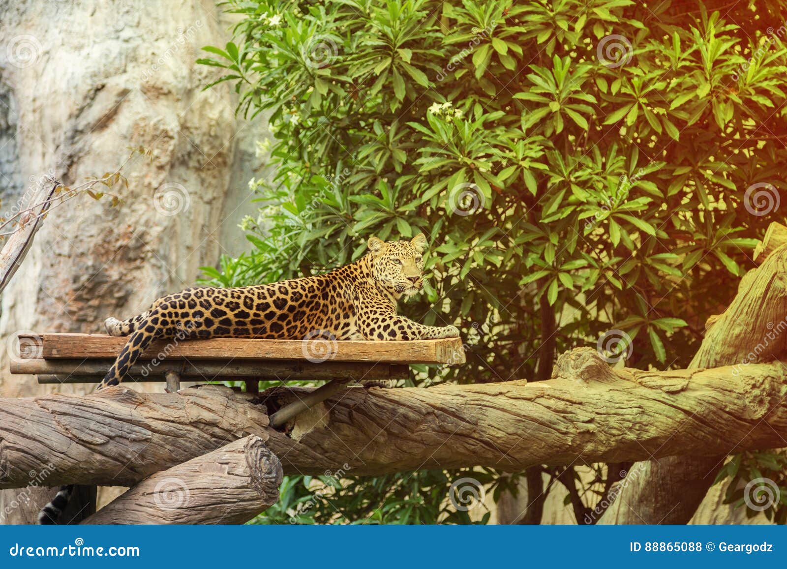 Leopard resting on a wood stock photo. Image of amur - 88865088