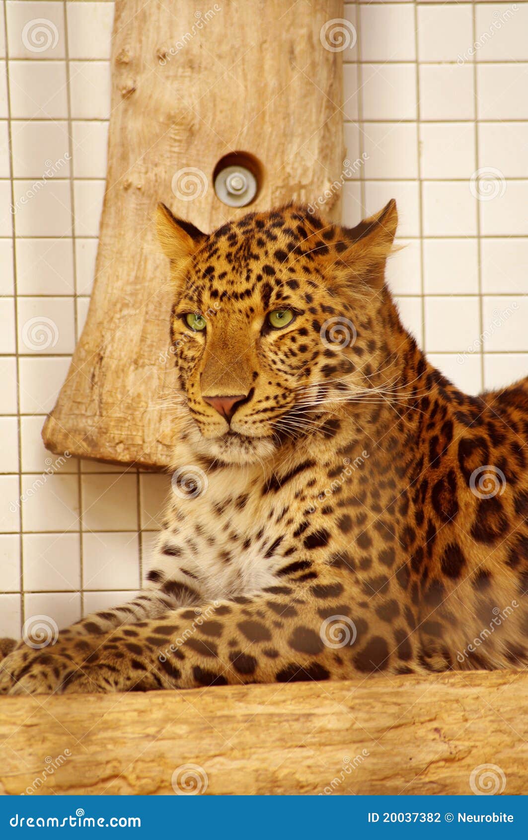 Leopard Resting in the Zoo S Cage Stock Photo - Image of leopard ...