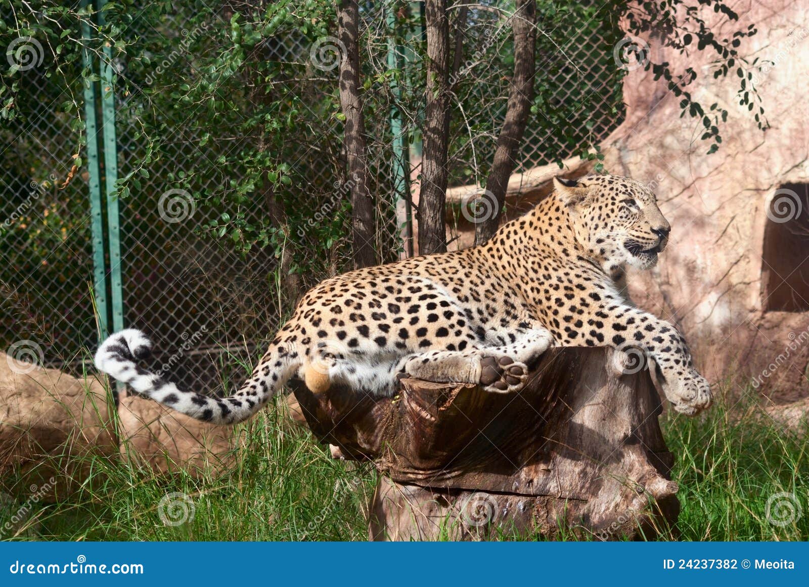 Leopard rests stock photo. Image of feline, look, furry - 24237382
