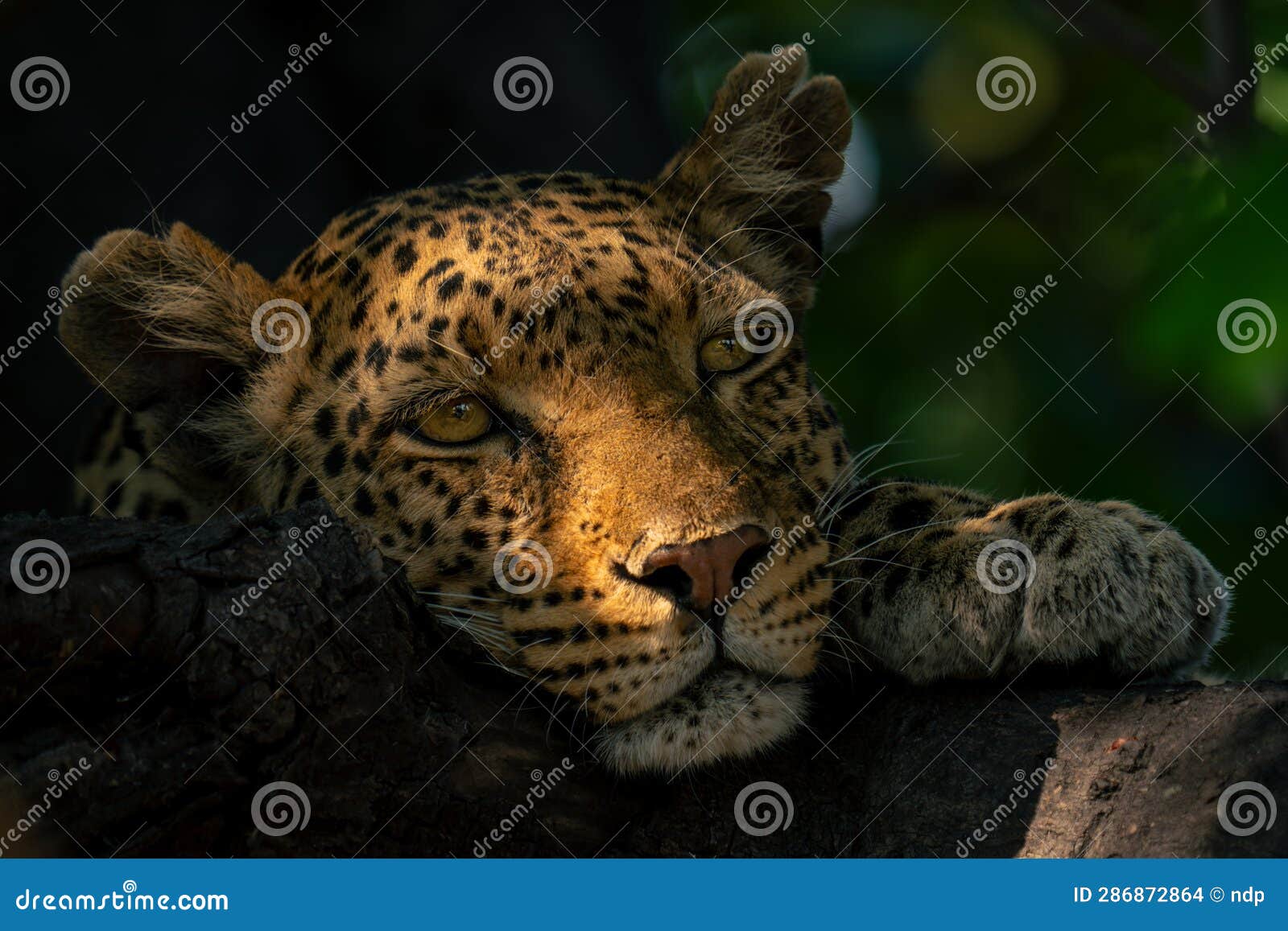 Leopard Rests Head on Branch in Sunshine Stock Photo - Image of safari ...