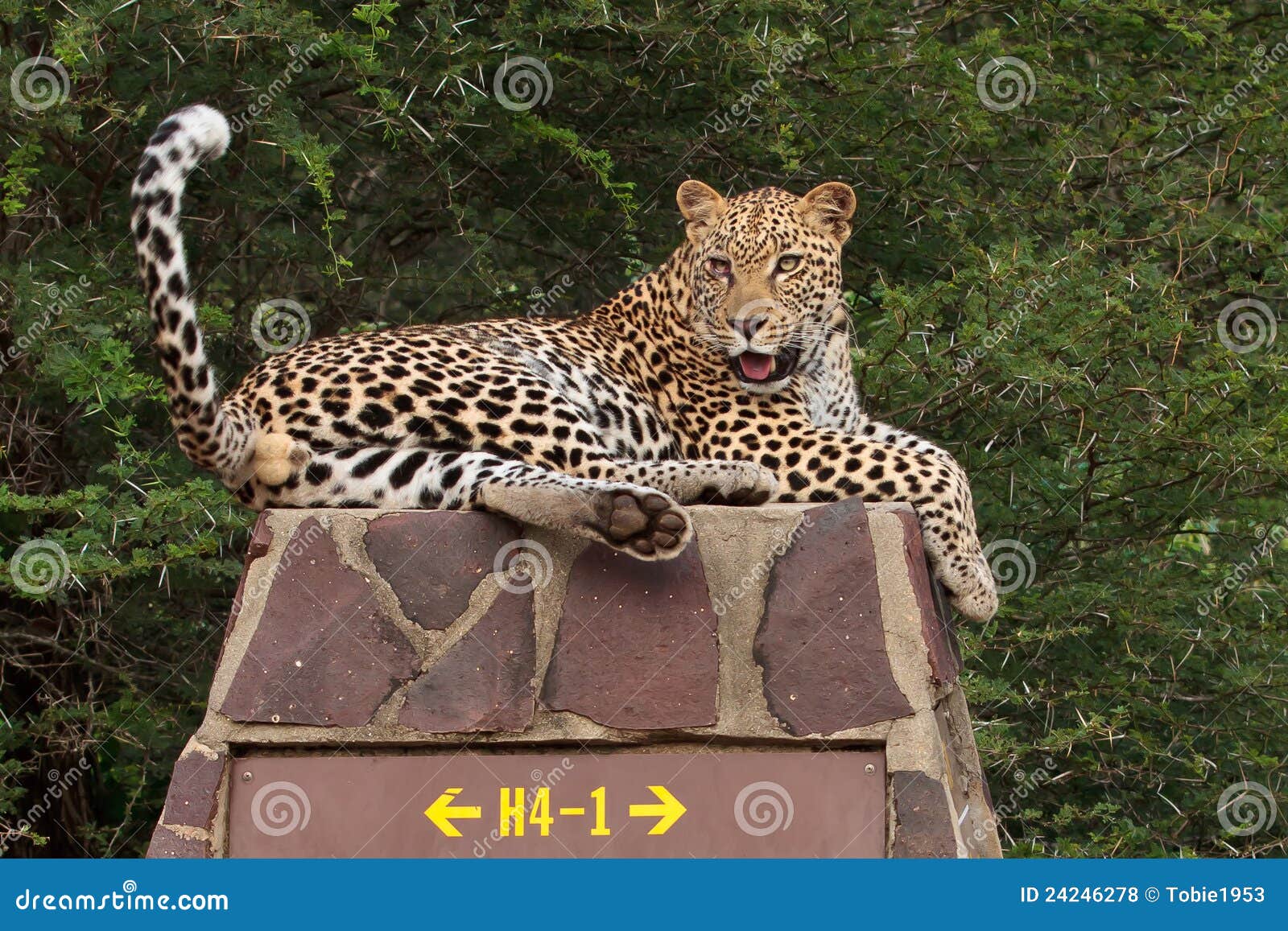 Leopard on road sign stock photo. Image of mammals, south - 24246278