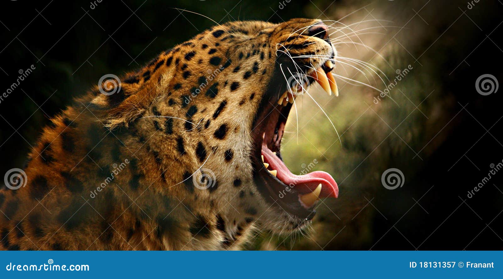 Leopard Roar