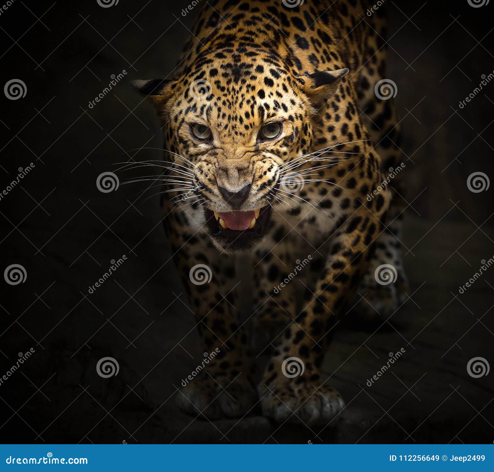 Leopard is roaring. stock image. Image of leopard, wildlife - 112256649
