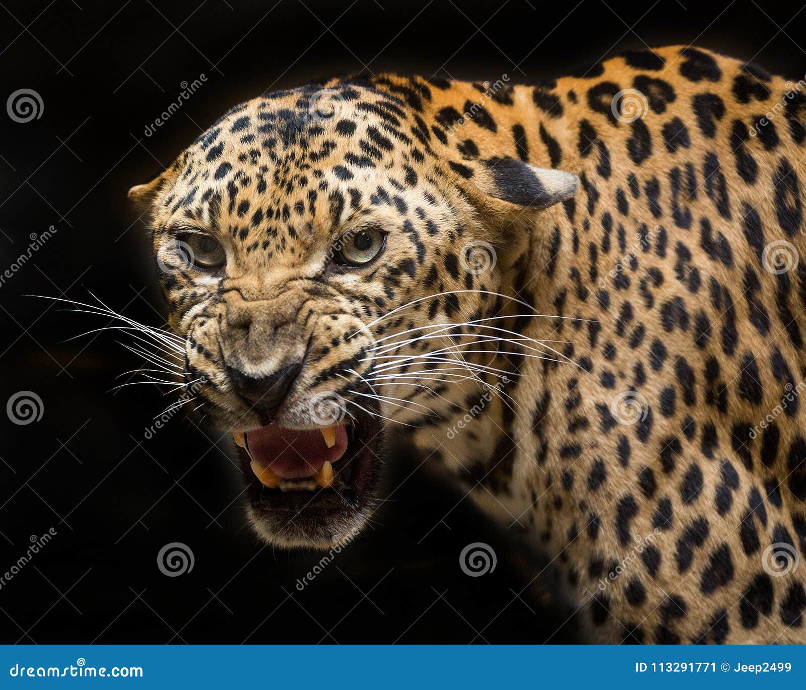 Black Leopard Roaring