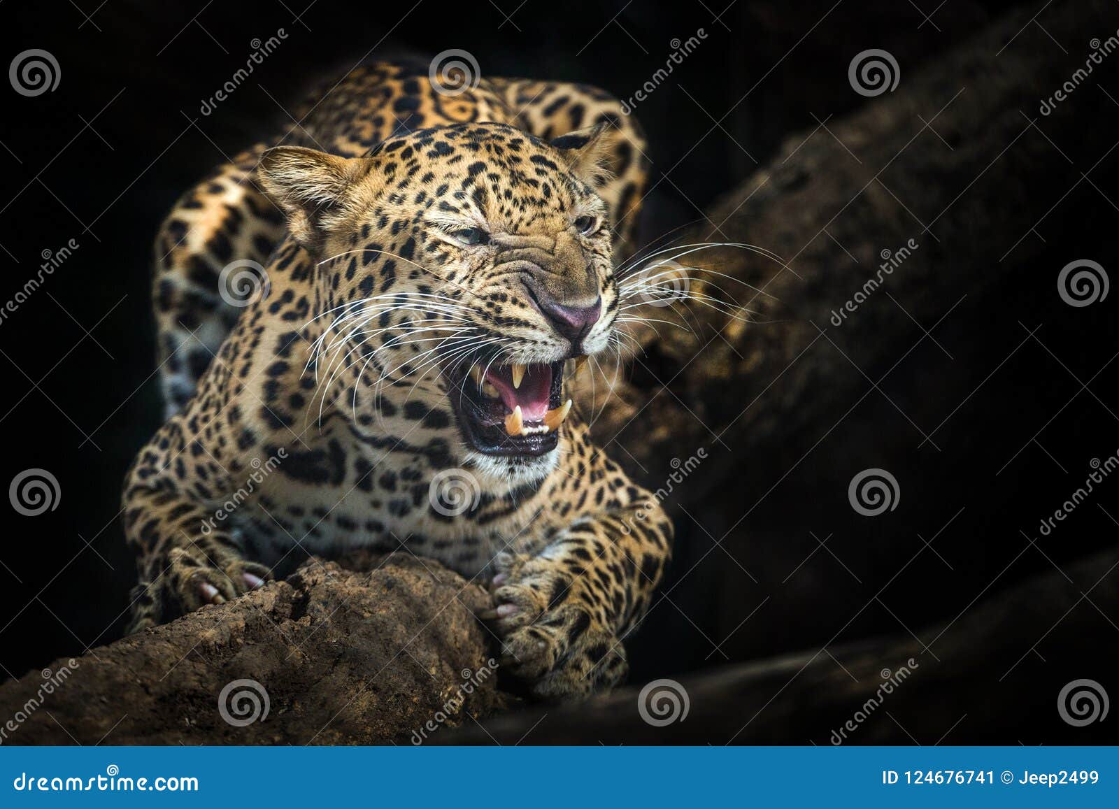 Leopard is Roaring on the Timber. Stock Image - Image of danger, angry ...