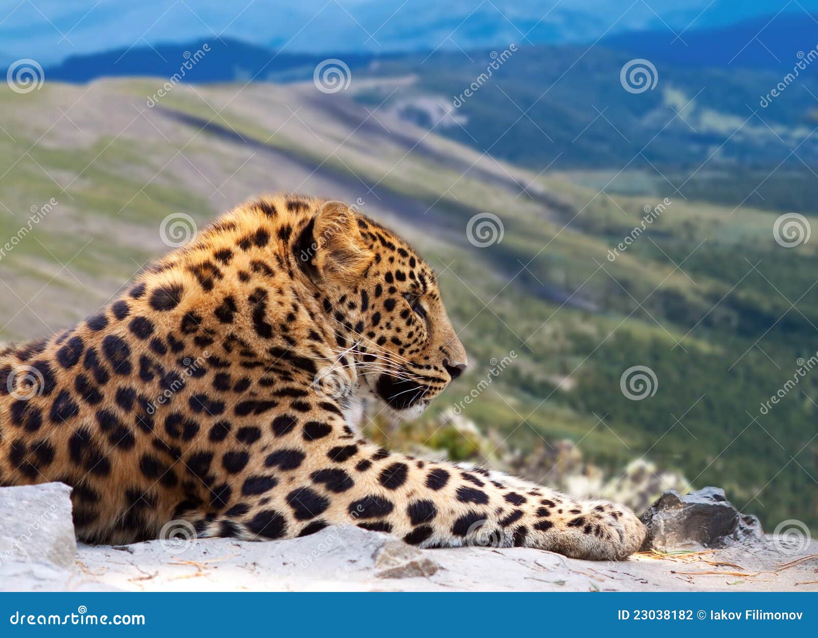 Leopard on rock stock photo. Image of leopard, animal - 23038182