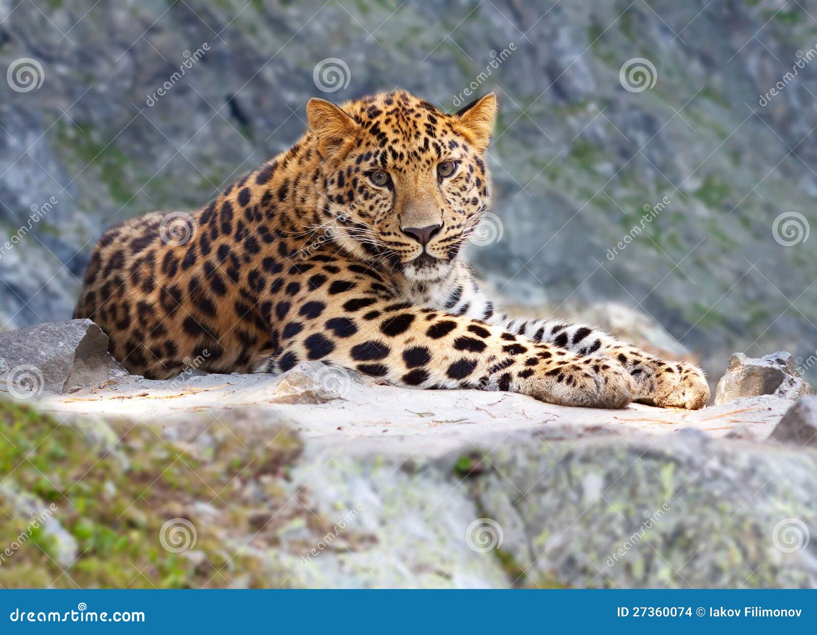 Leopard on rock stock photo. Image of carnivore, leopard - 27360074
