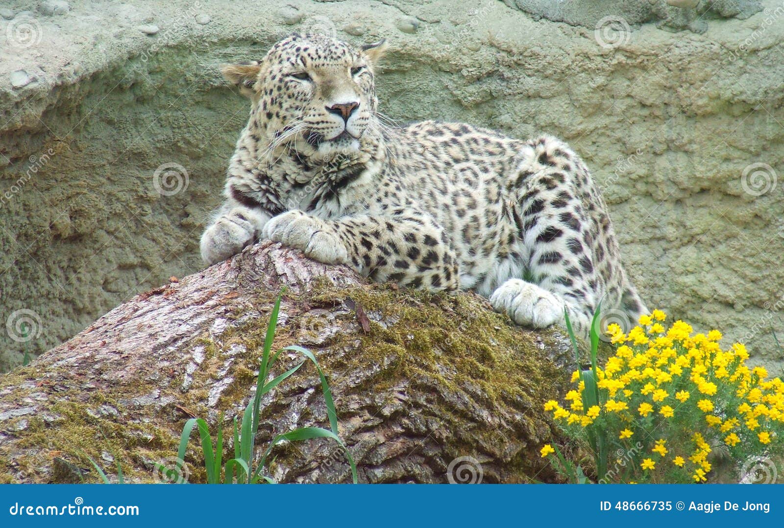 Leopard on a rock stock image. Image of panthera, leopard - 48666735