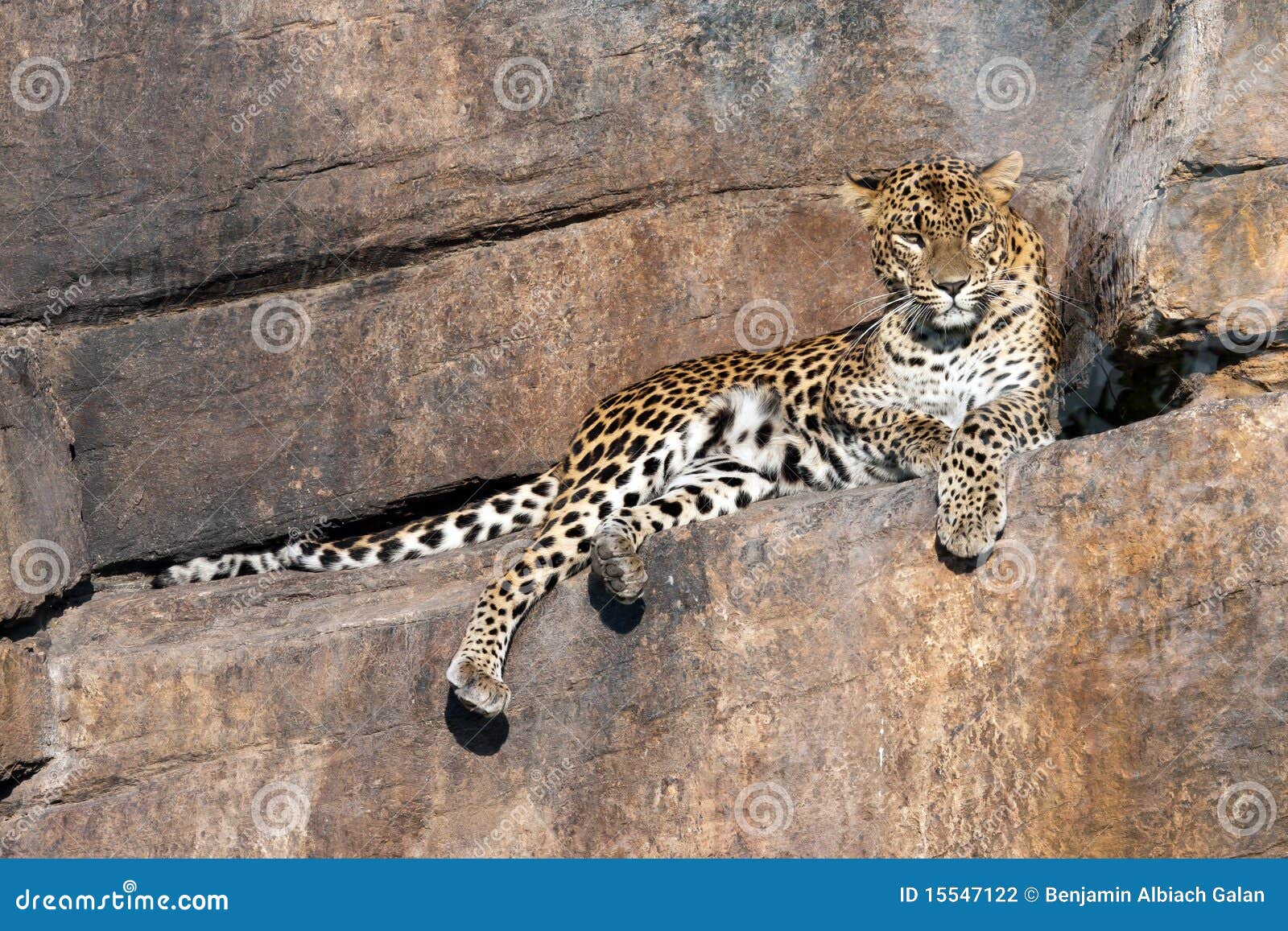 Leopard on a rock watching stock photo. Image of panthera - 15547122