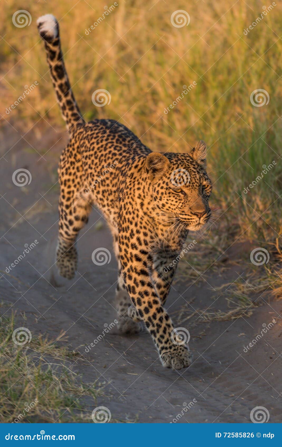 Leopard Running Along Sandy Track in Grass Stock Photo - Image of ...