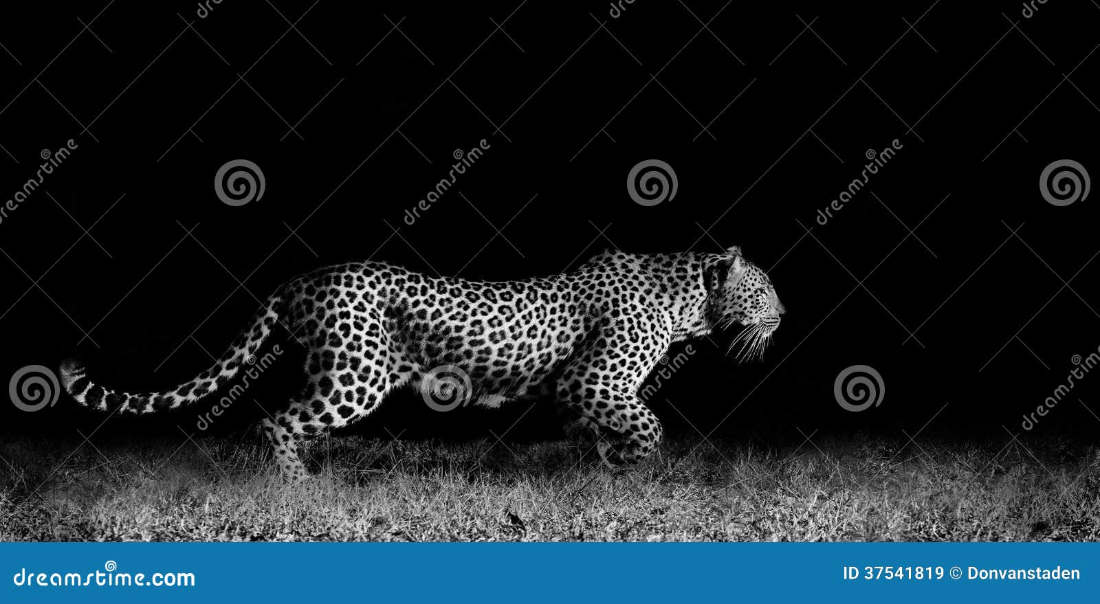 Leopard Running stock image. Image of closeup, nature - 37541819
