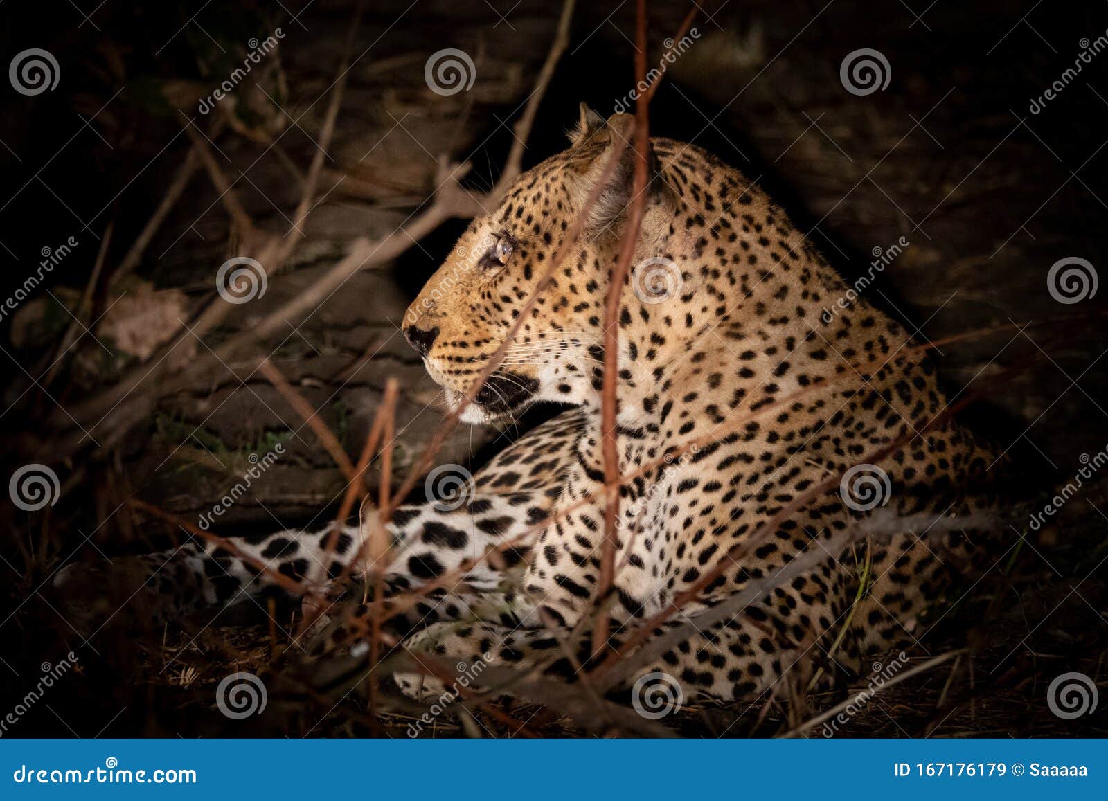 Leopard Rust 's Nachts in De Struik Stock Afbeelding - Image of schaduw ...