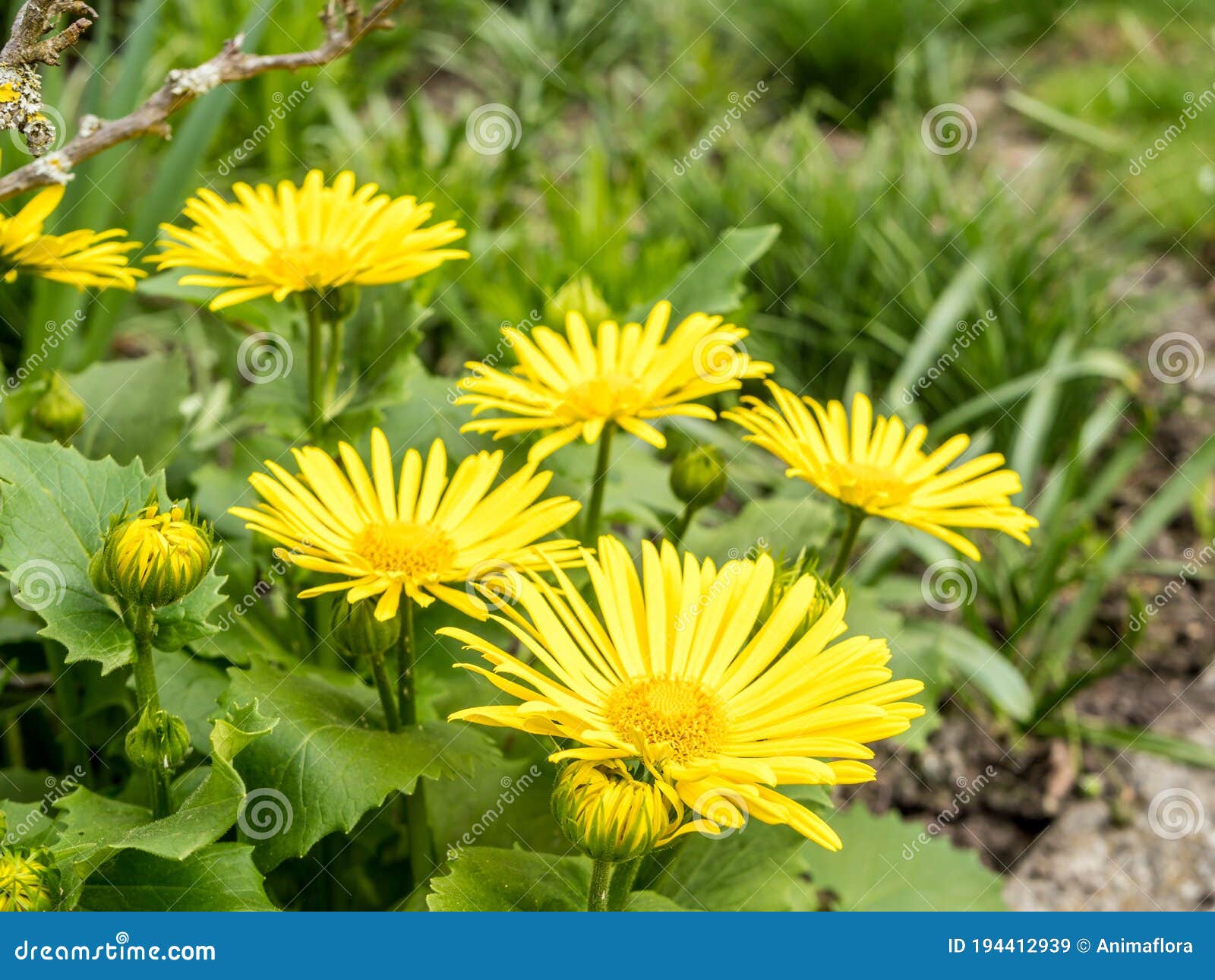 Leopards Bane Flower in the Spring Stock Image - Image of nature ...