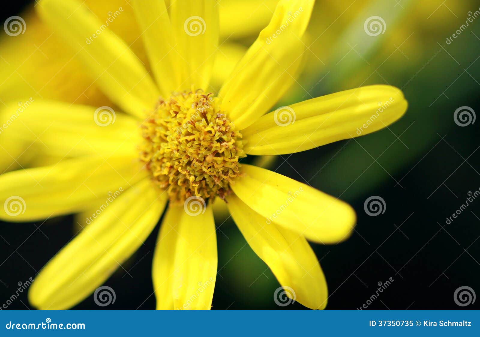 Leopard s-bane flower stock image. Image of grass, cute - 37350735