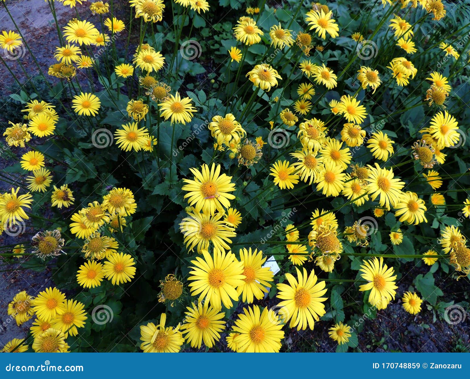 Leopard`s Bane during Flowering Stock Image - Image of bane, numerous ...