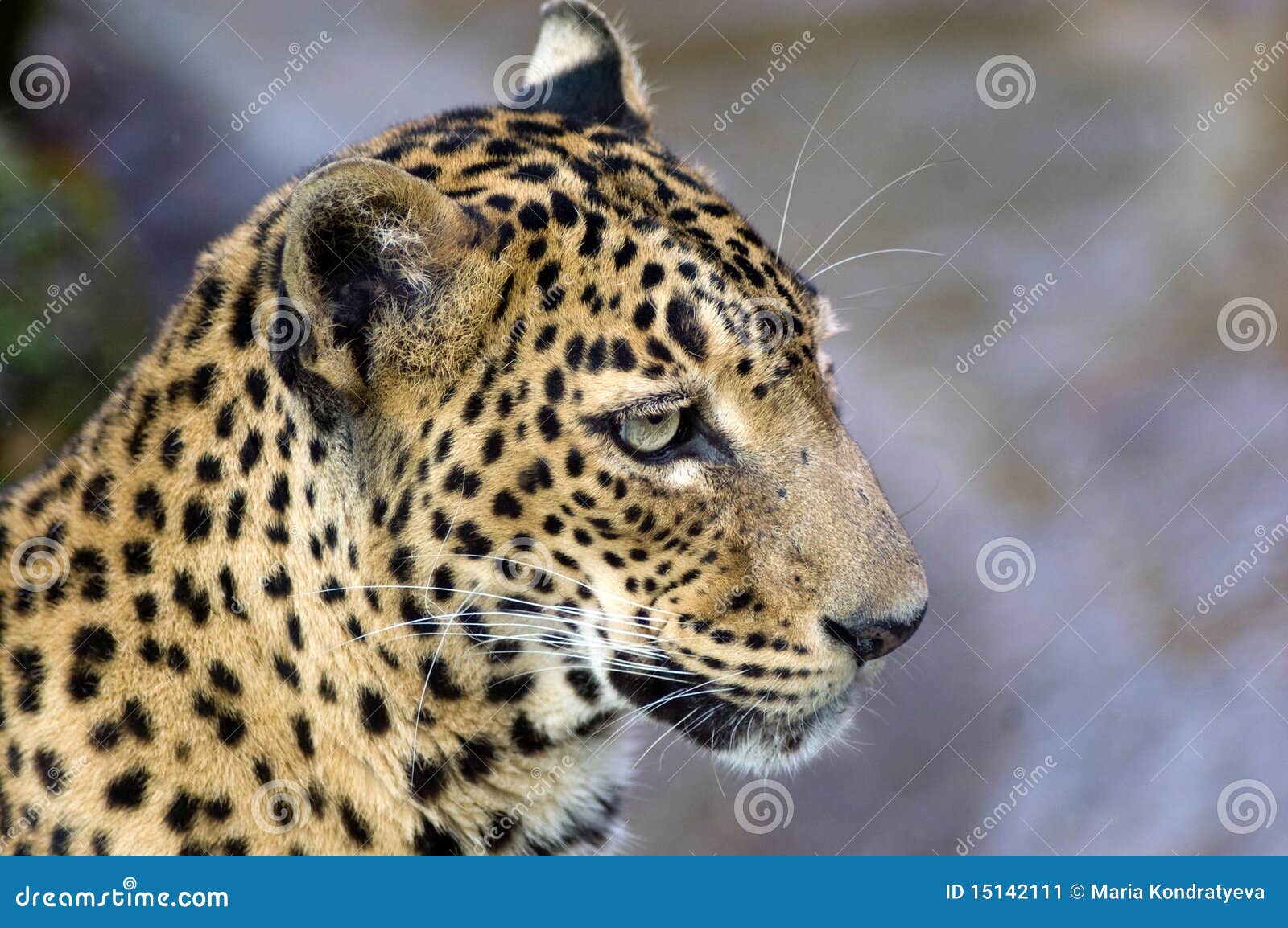 Leopard s stare. stock image. Image of large, panther - 15142111