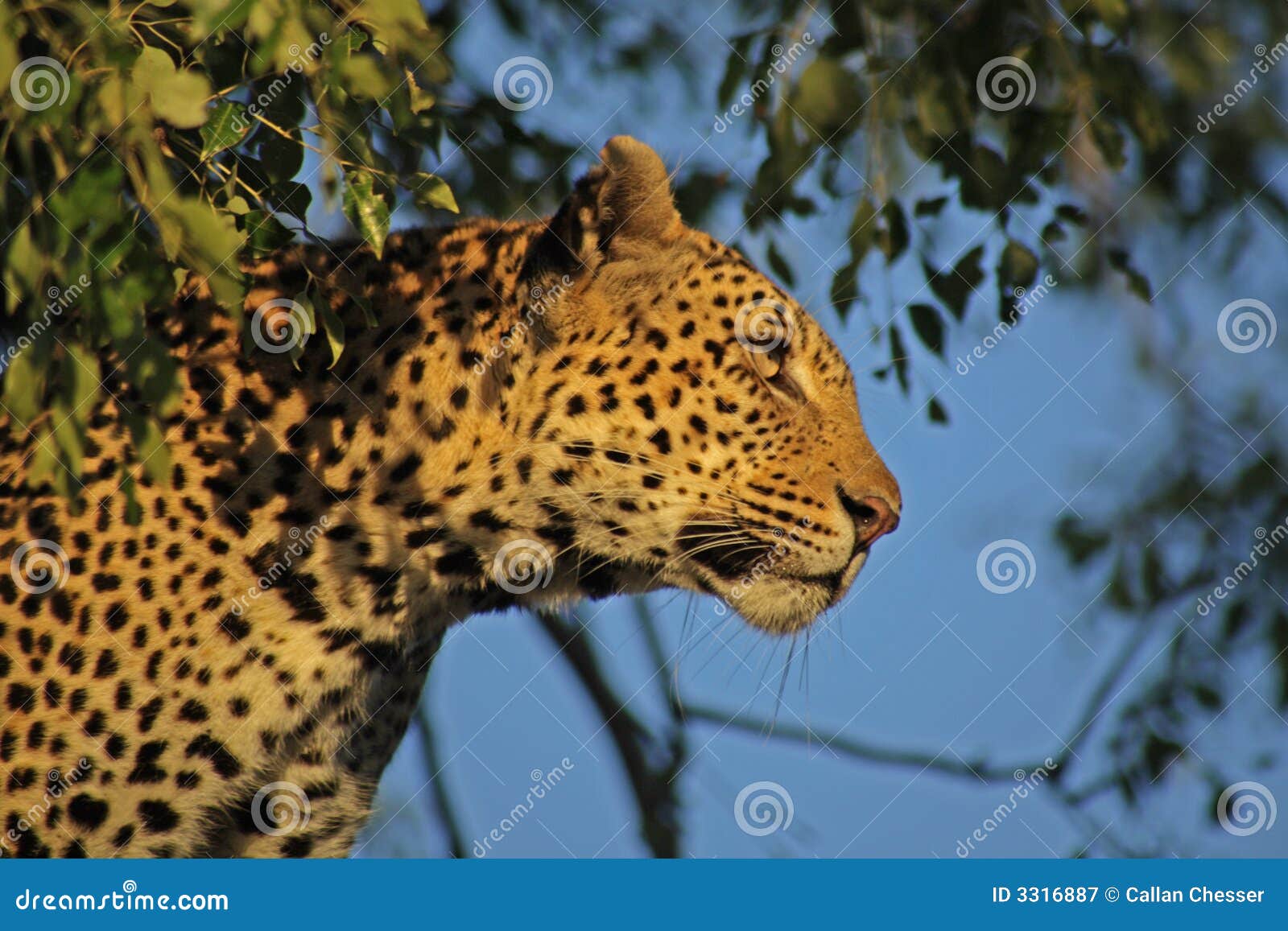 The Leopard s Stare stock image. Image of concentration - 3316887
