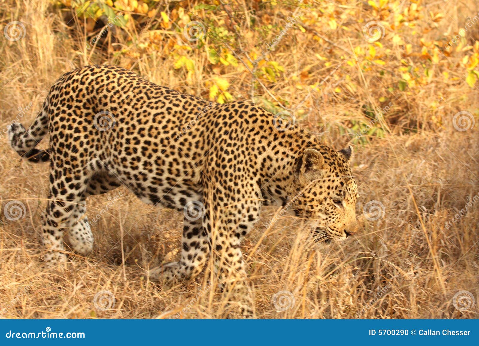 Leopard in the Sabi Sands stock photo. Image of amur, panther - 5700290