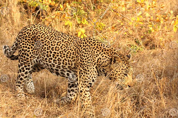 Leopard in the Sabi Sands stock photo. Image of amur, panther - 5700290
