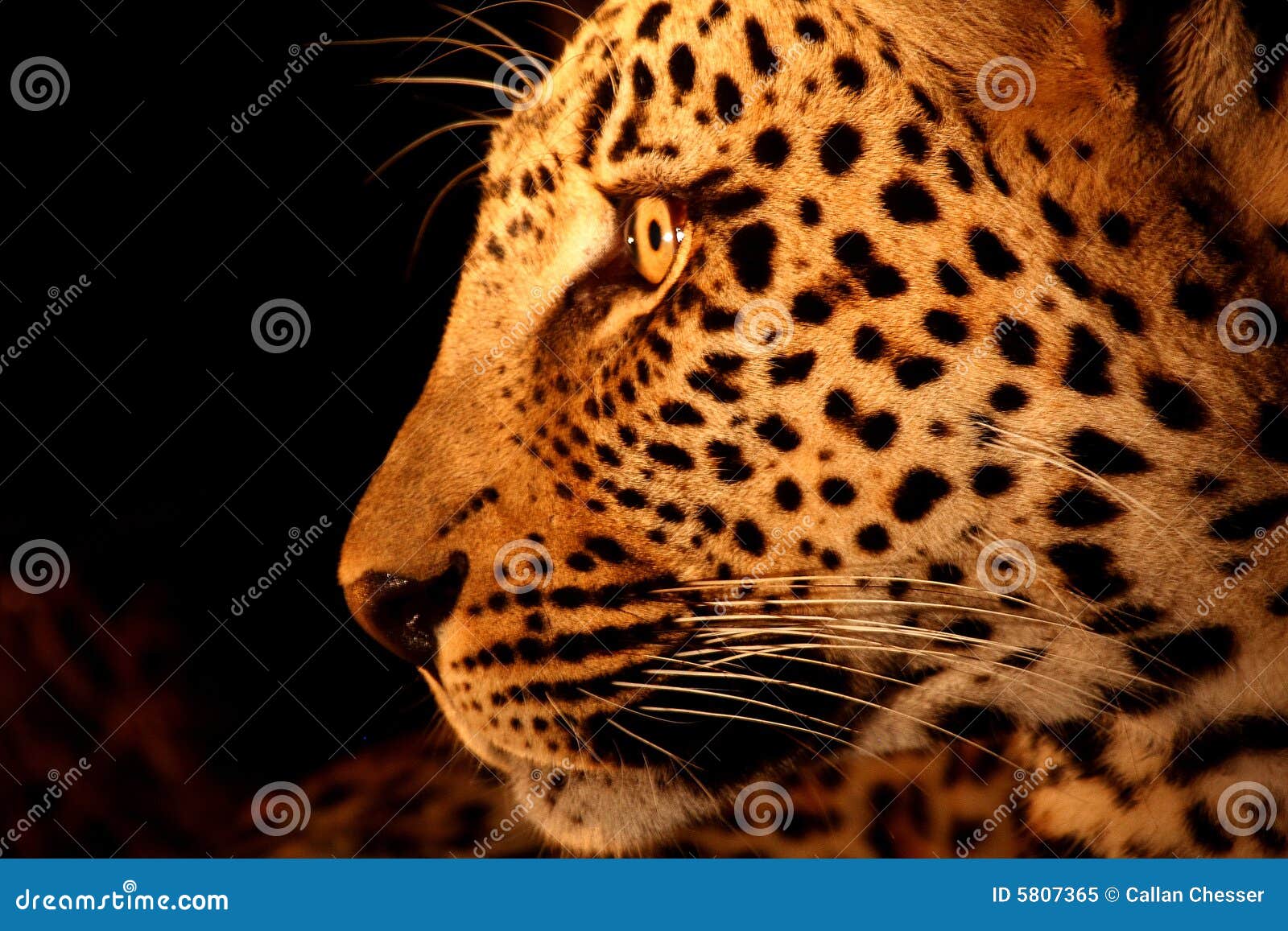 247 Leopard Blood Stock Photos - Free & Royalty-Free Stock Photos from ...
